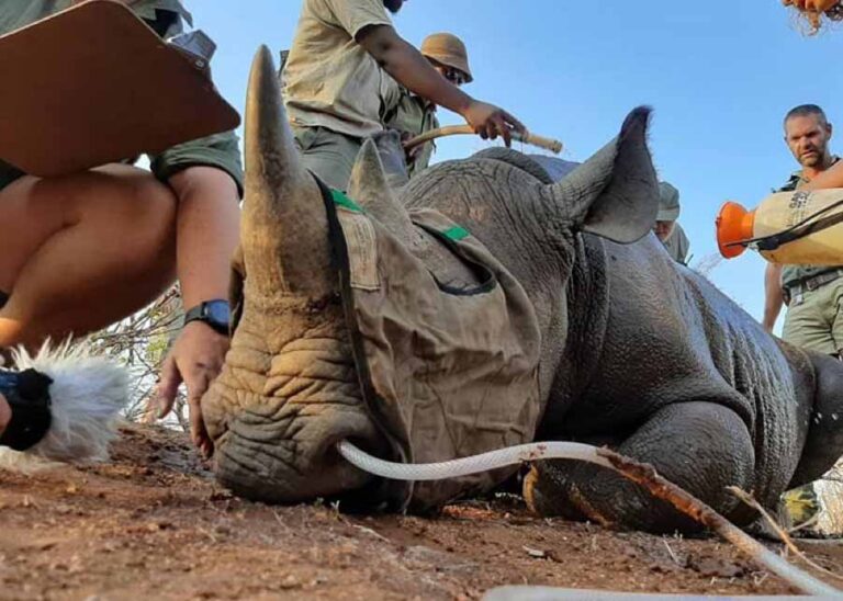 Activity Rhino Ear Notching » Sango Wildlife Conservancy